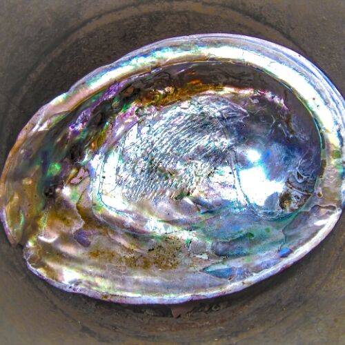 Abalone